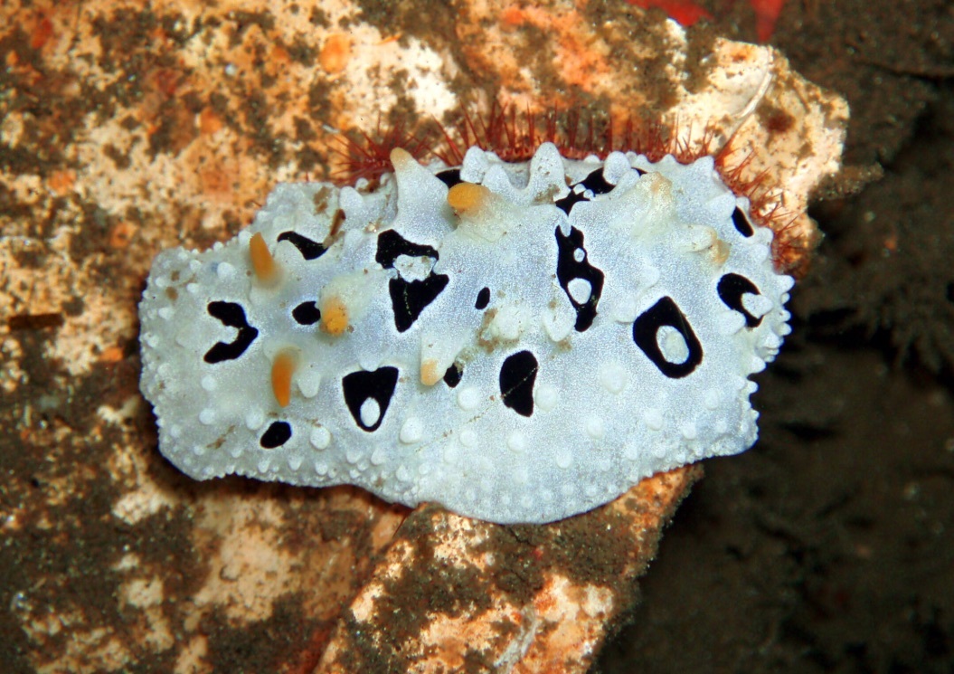 Phyllidia babai Brunckhorst, 1993