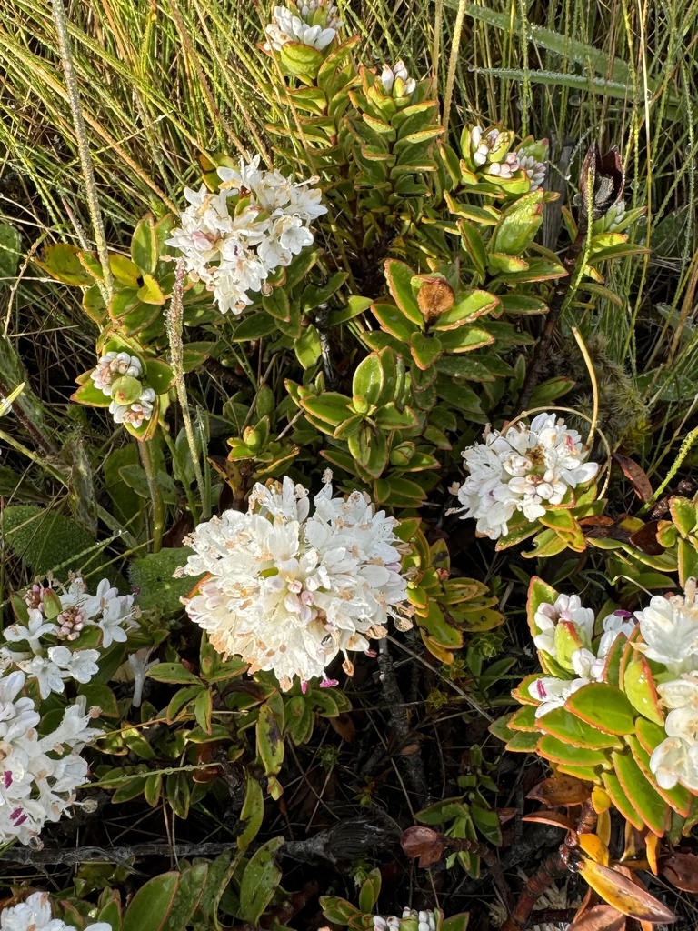 Veronica macrantha from Hanmer Forest Park, Hanmer Springs, Canterbury ...
