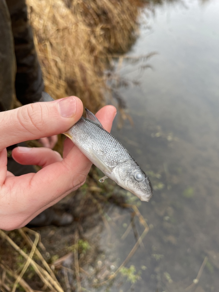 White Sucker from Caledon, ON, CA on December 27, 2023 at 01:55 PM by ...