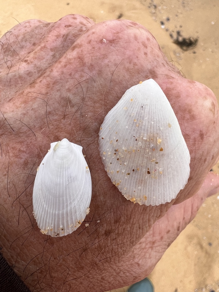 Limatula strangei from Aslings Beach, Eden, NSW, AU on December 17, 2023 at 08:55 AM by Benjamin ...