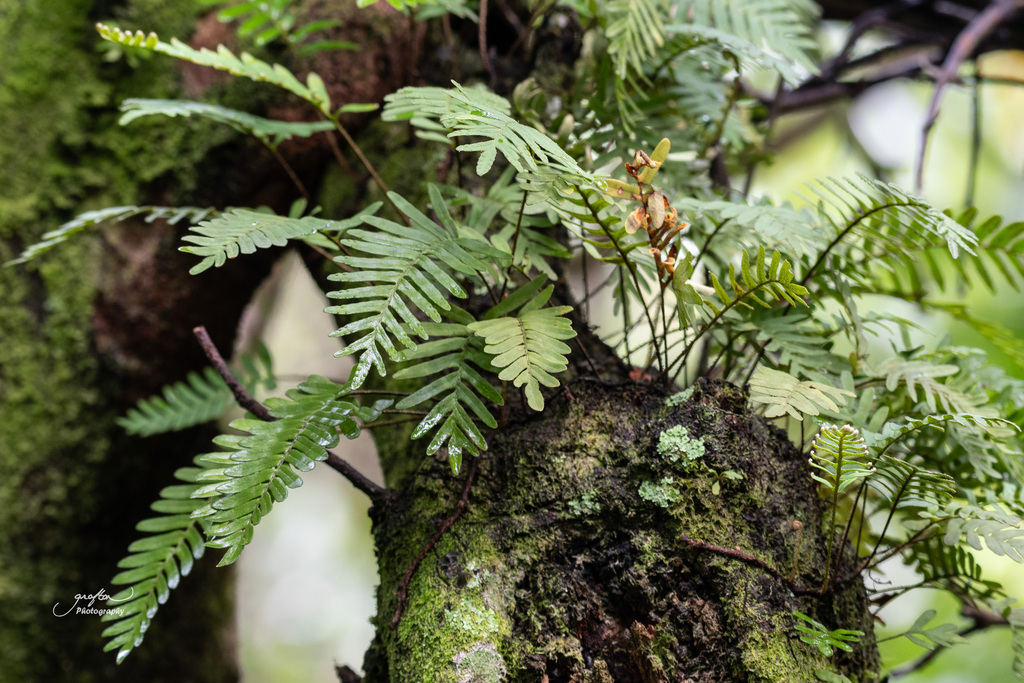 resurrection fern from Fern Forest Nature Center, Coconut Creek, FL ...