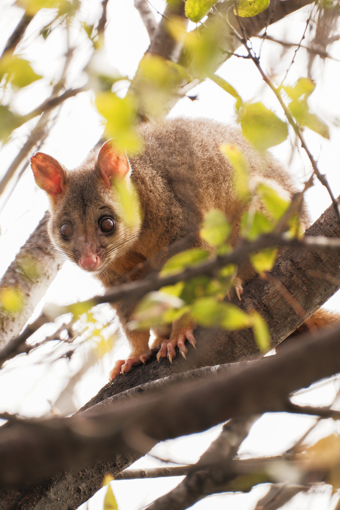 Common Brushtail Possum from Bradshaw St, Lutwyche, QLD, AU on ...