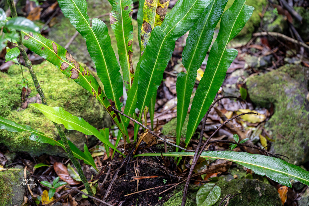 Long strapfern from Fern Forest Nature Center, Coconut Creek, FL, USA ...