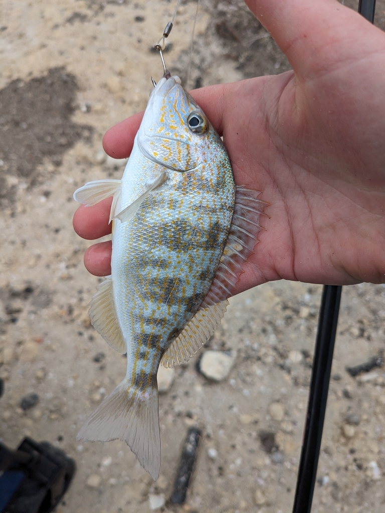 Pigfish (Orthopristis chrysoptera) - Marine Life Identification
