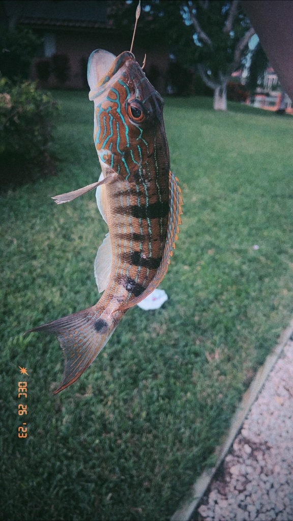 Sand Perch from Osceola National Forest, Sanderson, FL, US on December ...