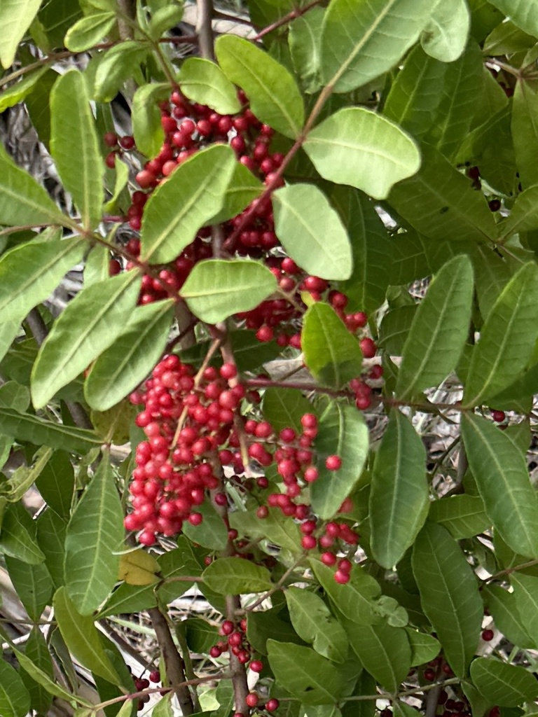 Brazilian pepper from Shamrock Park and Nature Center, Venice, FL, US ...