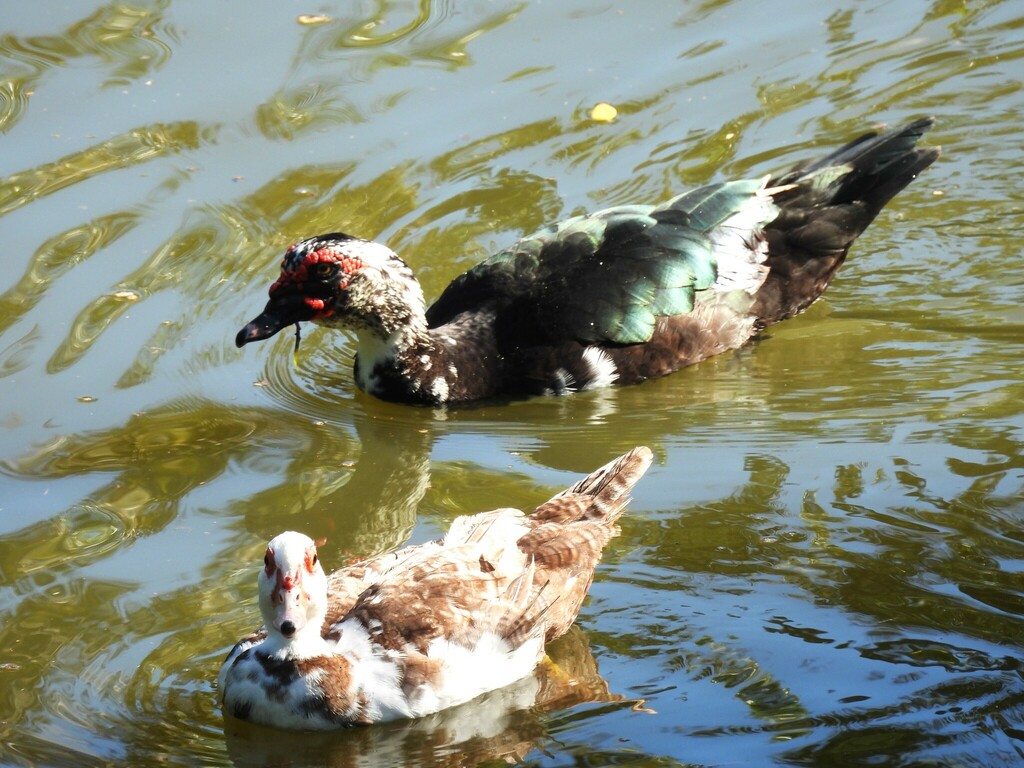 Domestic Muscovy Duck from Río Piedras, San Juan, Puerto Rico on ...