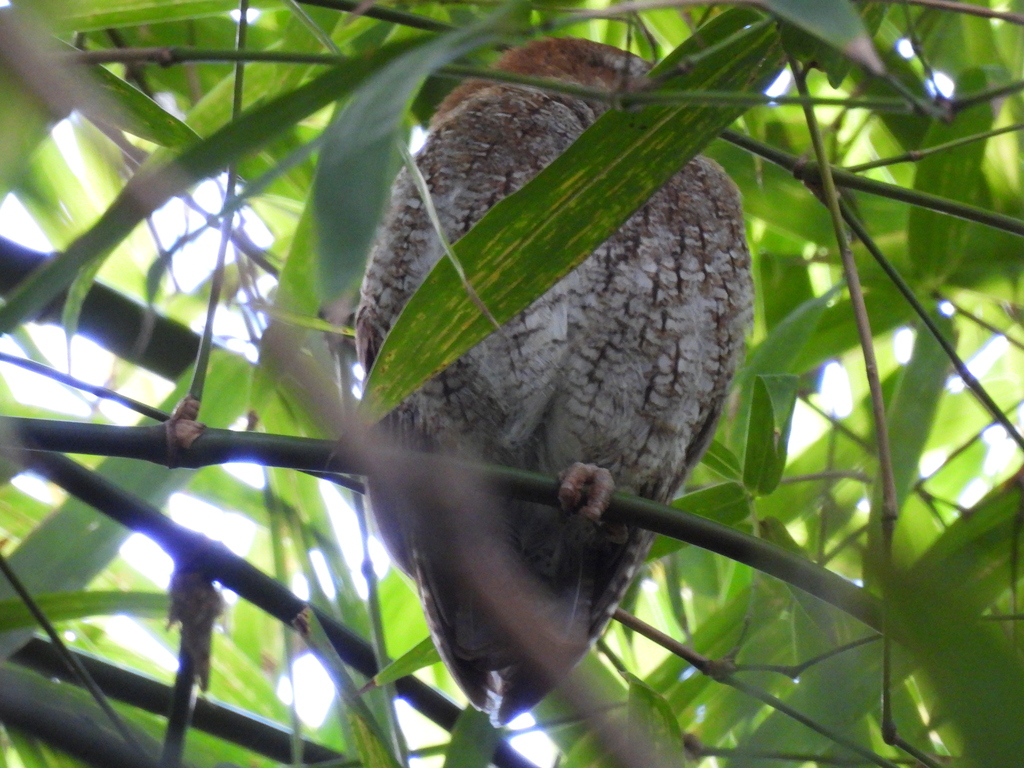 Puerto Rican Owl from Río Piedras, San Juan, Puerto Rico on December 27 ...
