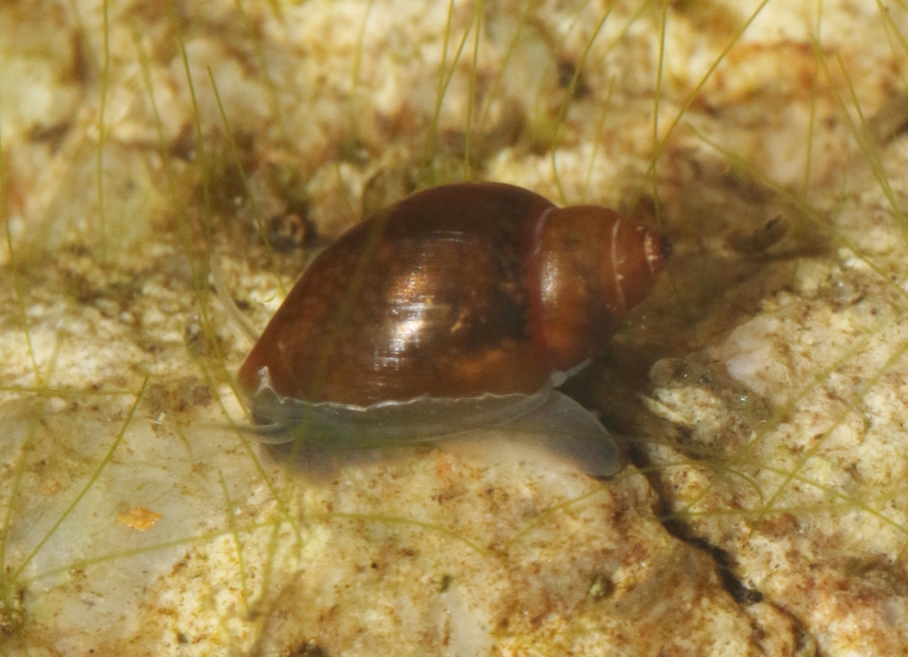 Acute Bladder Snail from La Paz, BCS, Mexico on December 7, 2023 at 12: ...