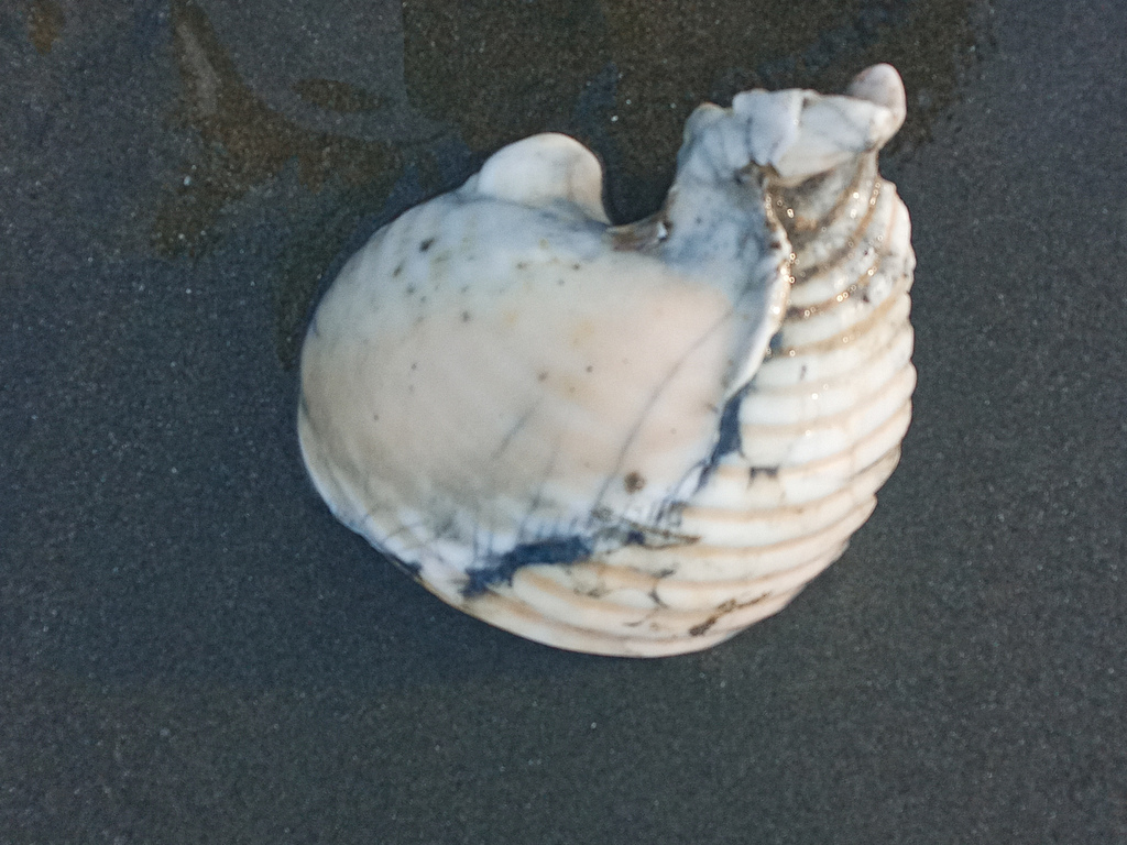 Grinning Tun Snail from Manta, EC-MN, EC on November 22, 2023 at 05:04 ...