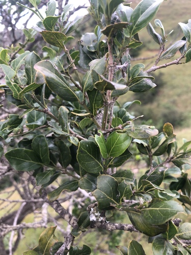Subespecie Psydrax obovata elliptica · iNaturalist Panamá