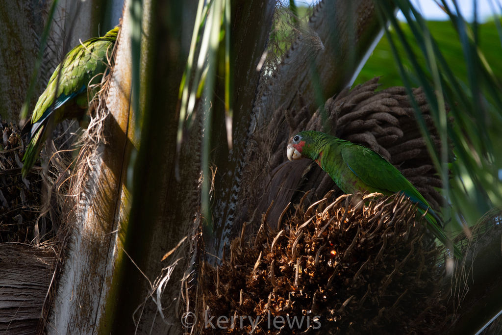 Cuban Parrot in February 2020 by Kerry Lewis · iNaturalist