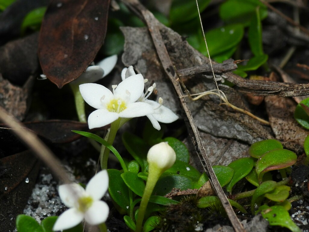 roundleaf bluet from Orange County, FL, USA on December 27, 2023 at 12: ...