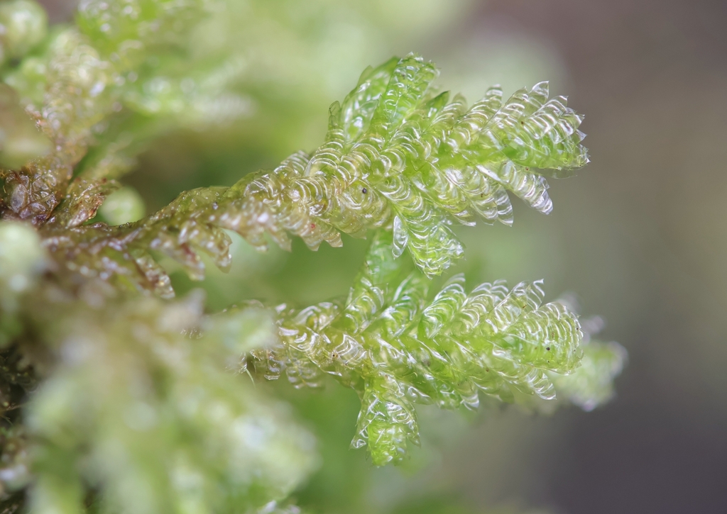 Crisped Neckera from Abzw. Weidmannsgesees, 91278 Pottenstein, Germany ...