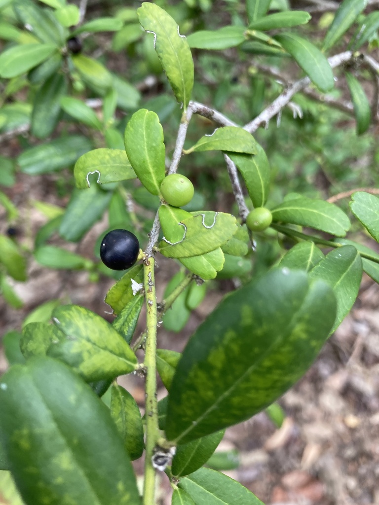 Chinese box-orange from Fort De Soto Park, FL, US on December 27, 2023 ...