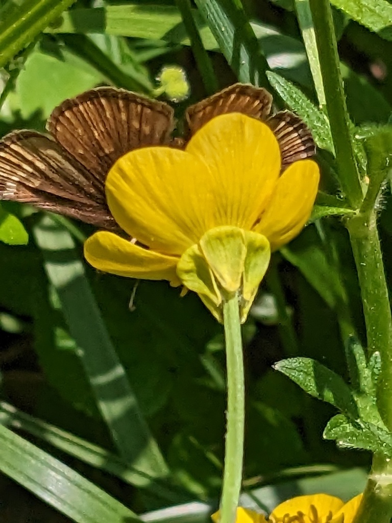 Wild Indigo Duskywing from Tucker County, WV, USA on May 24, 2023 at 12 ...