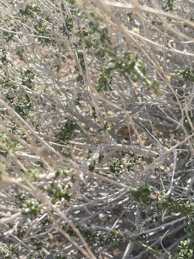 Rayless Goldenhead from Santa Rosa and San Jacinto Mountains National ...