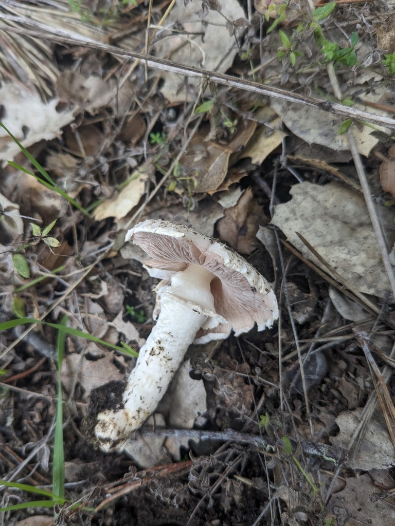 California Agaricus from Monterey, CA 93940, USA on December 27, 2023 ...