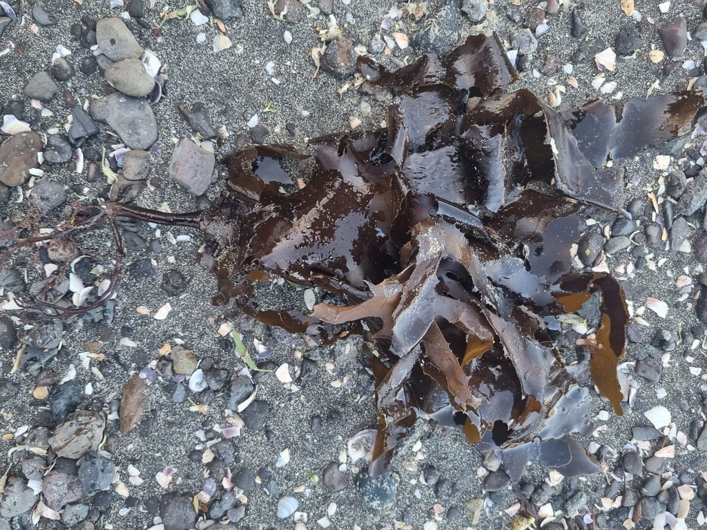 Common Kelp from Canterbury, New Zealand on 15 September, 2023 at 10:19 ...