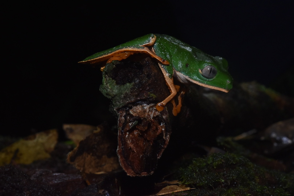 Barred Monkey Frog from Tena, Napo, EC on June 29, 2023 at 10:28 PM by ...
