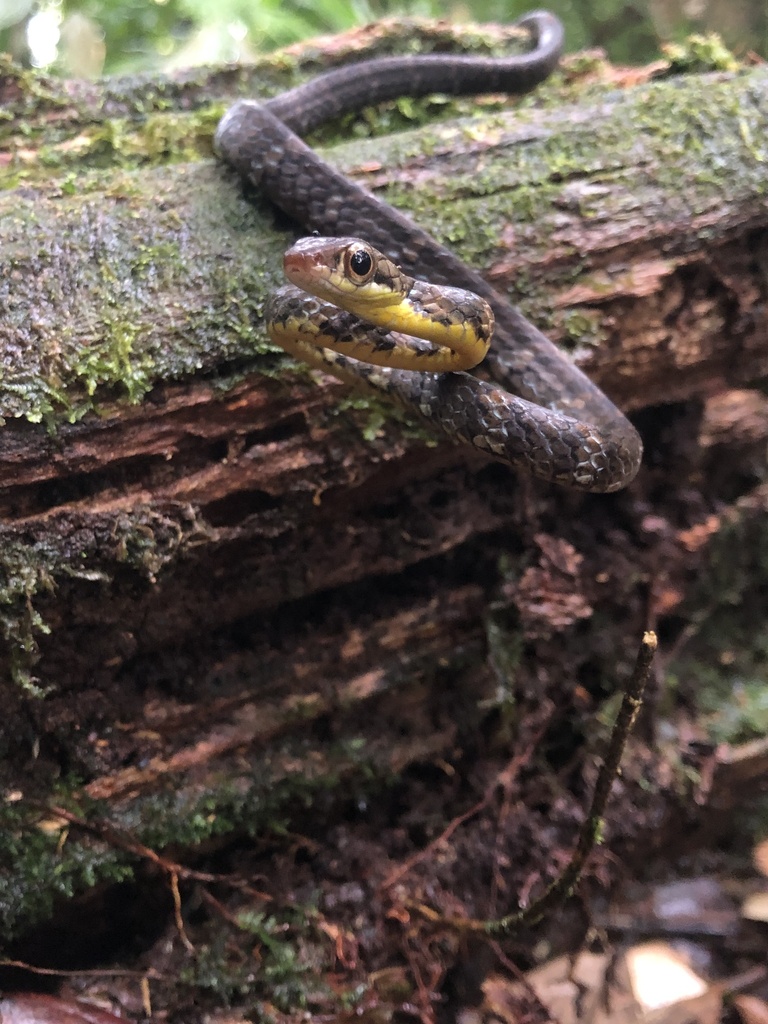 Colubrine Snakes from Tena, Napo, EC on June 29, 2023 at 12:28 PM by ...