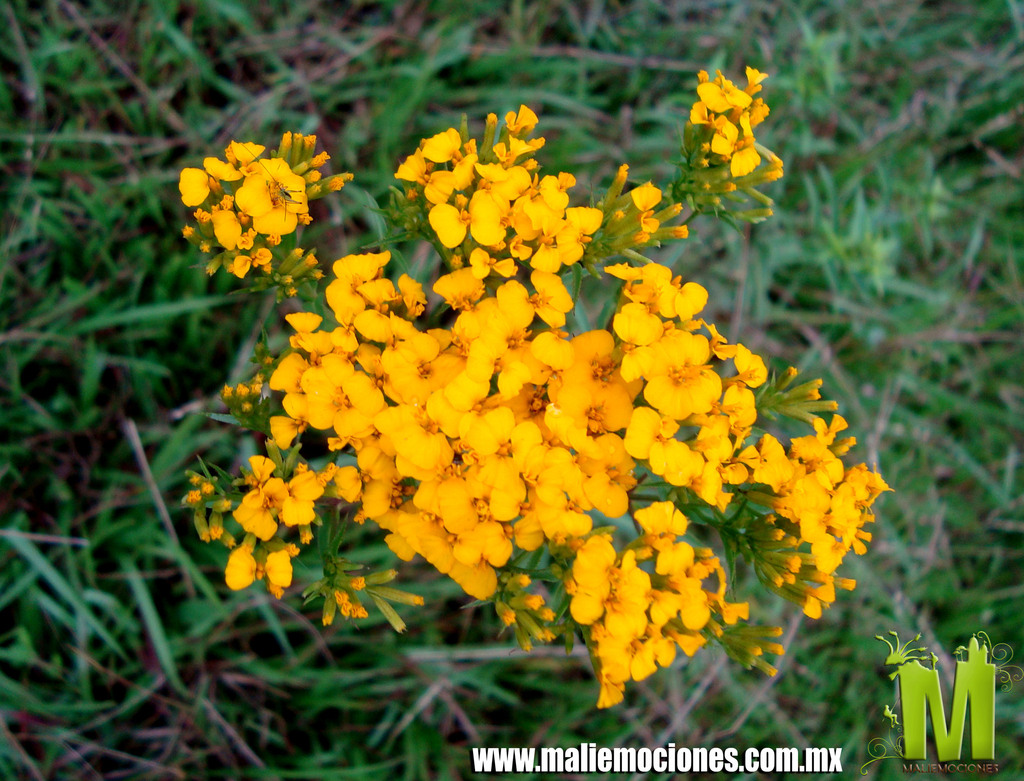 Anisillo (Flora de la Region Chignahuapan-Zacatlan) · iNaturalist
