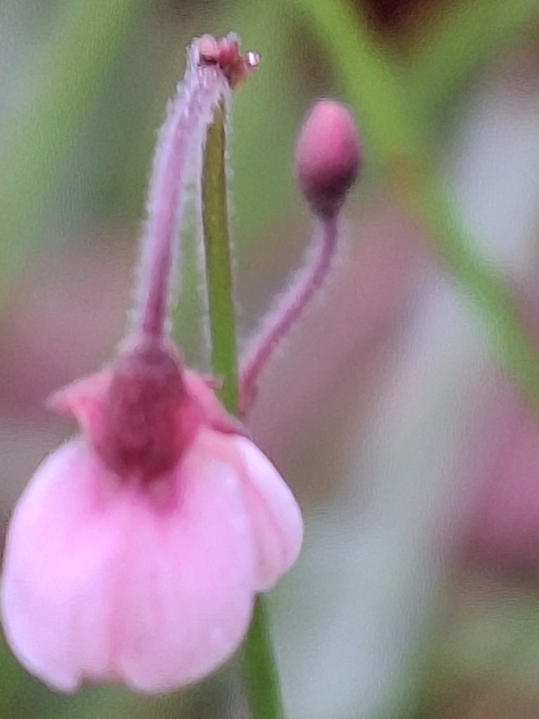 Pullenia gunnii from Don Valley VIC 3139, Australia on December 28 ...