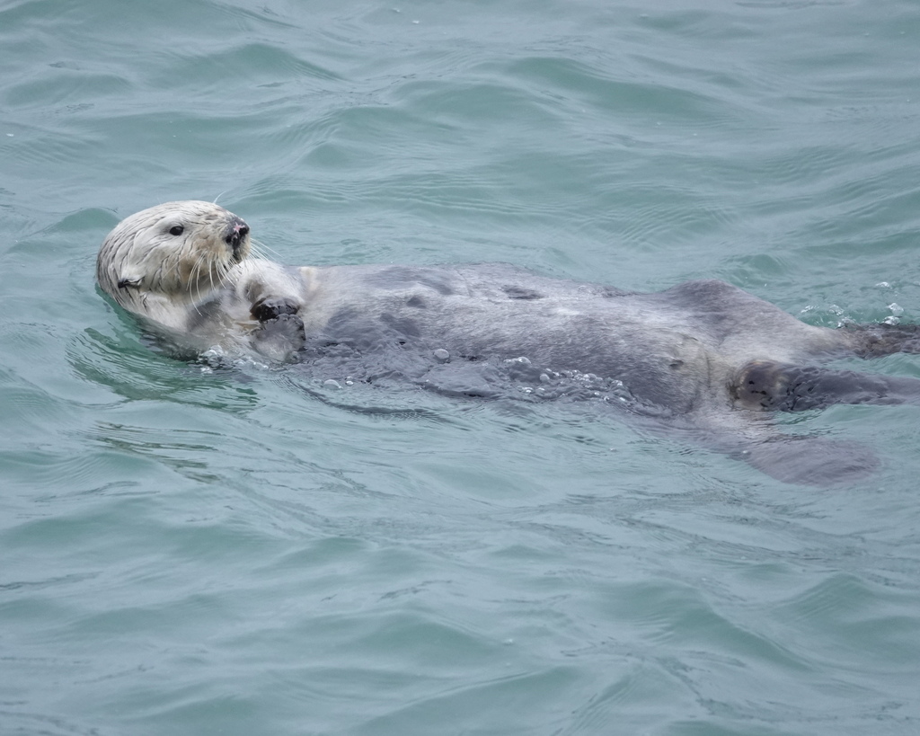 Sea Otter in December 2023 by gary_martindale · iNaturalist