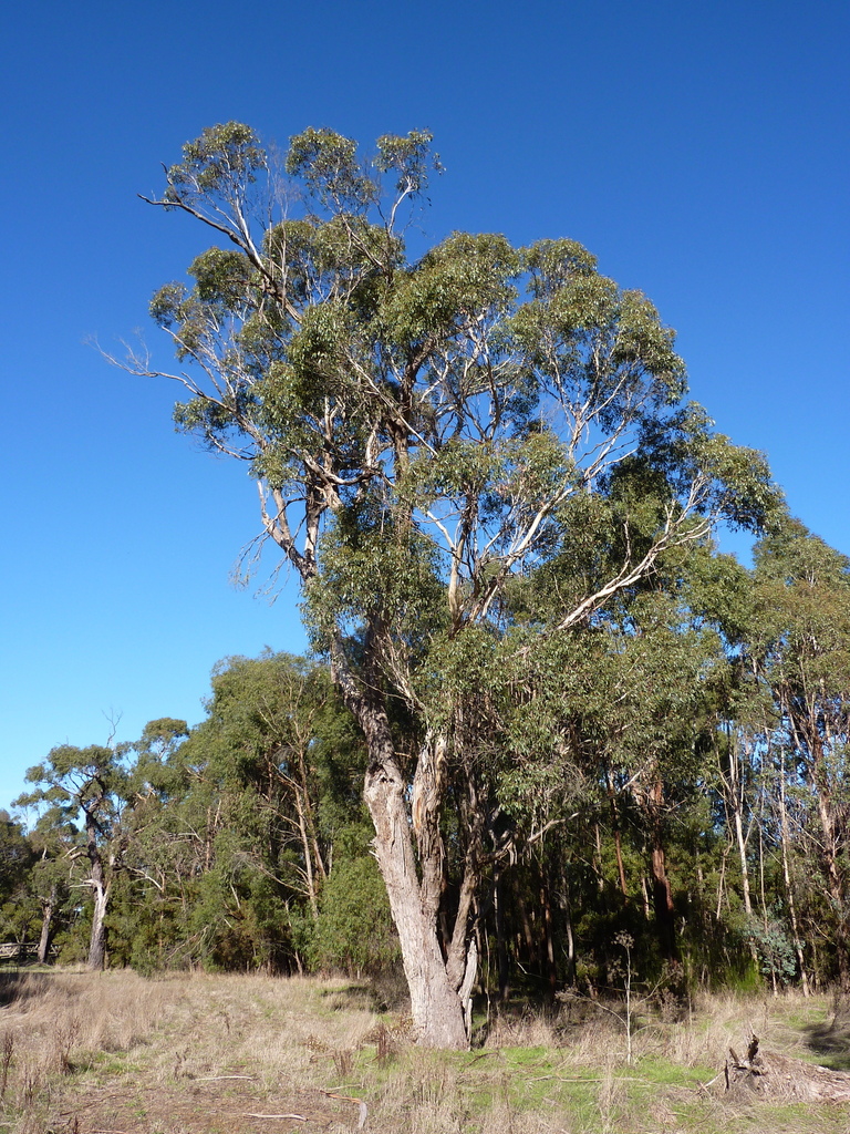 Yarra Gum from Woodend VIC 3442, Australia on June 7, 2019 at 12:10 PM ...