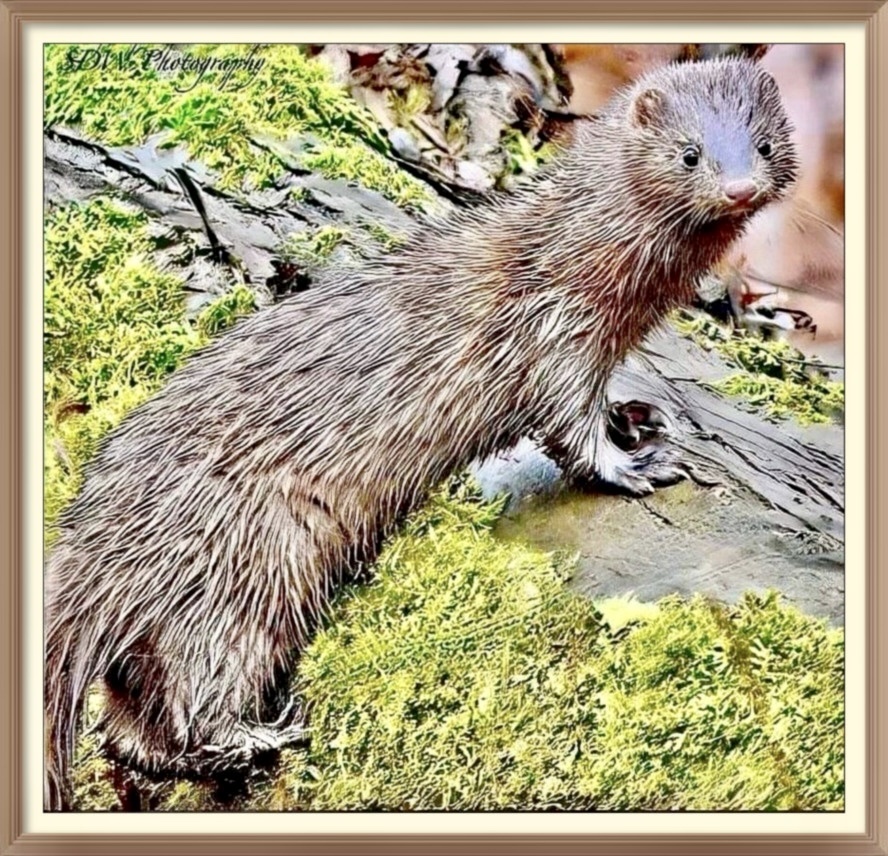 American Mink from Reinstein Woods Nature Preserve, Depew, NY, US on ...