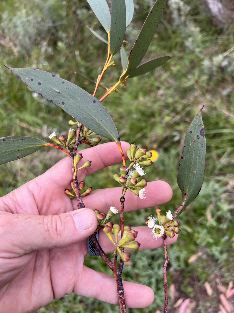 Snow Gum from Alpine National Park, Dargo, VIC, AU on December 18, 2023 ...