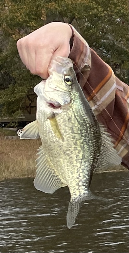 Black Crappie in December 2023 by dinosaur237 · iNaturalist