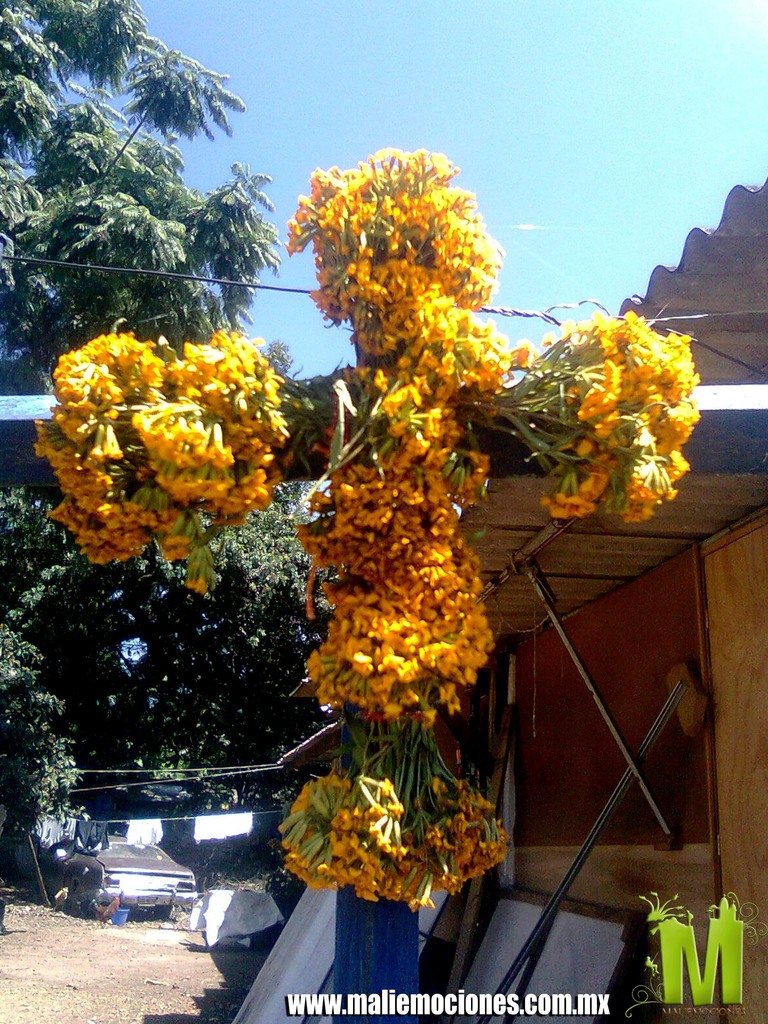 Anisillo (Flora de la Region Chignahuapan-Zacatlan) · iNaturalist