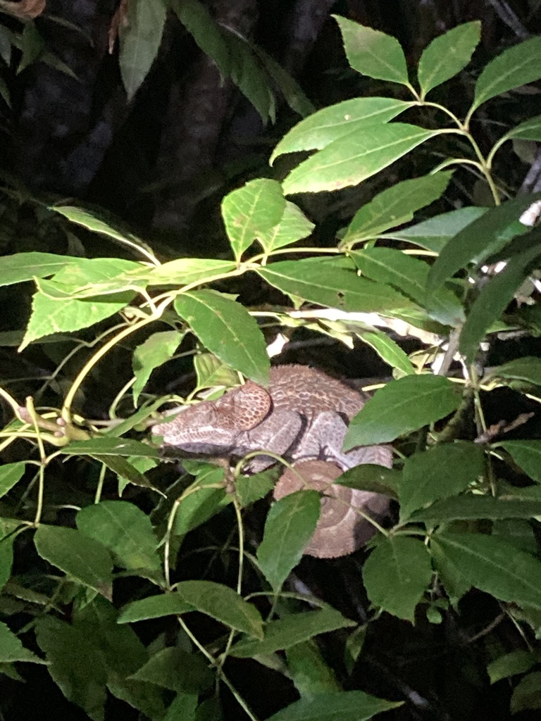 Short-horned Chameleon from Madagascar, Toamasina, MG on December 26 ...