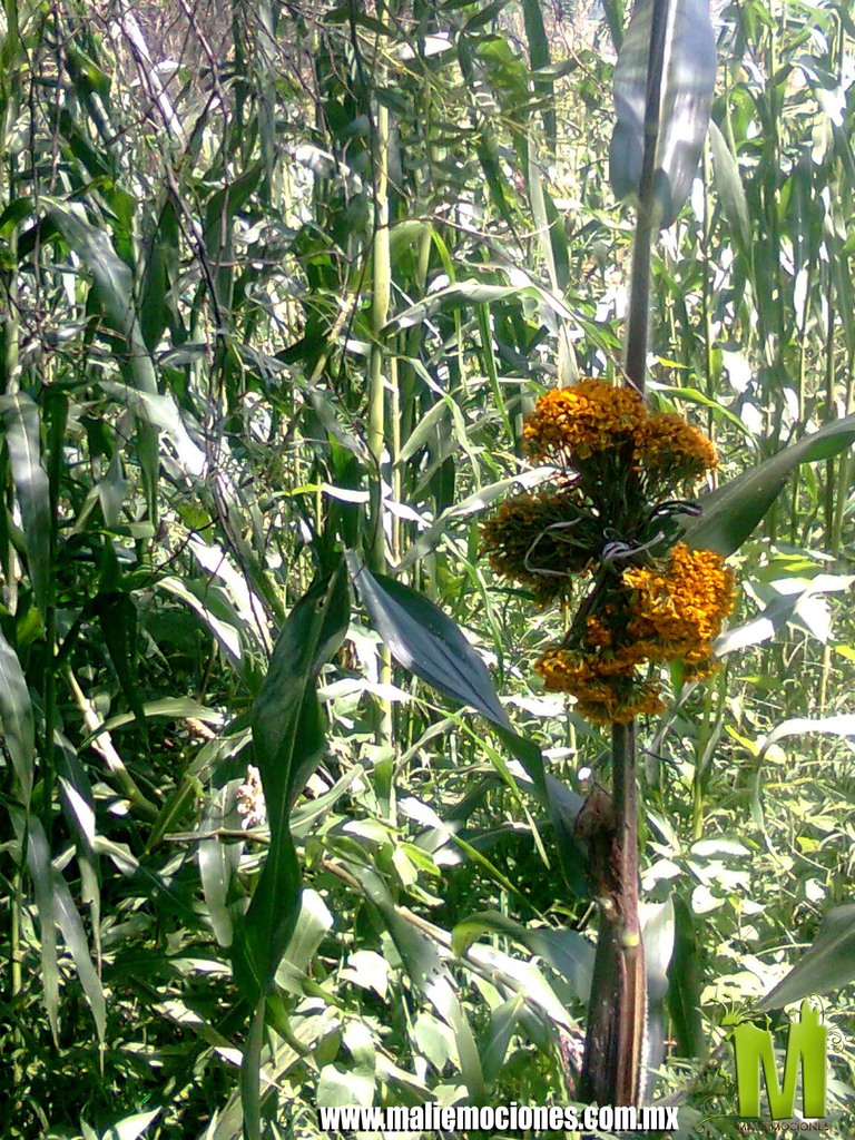 Anisillo (Flora de la Region Chignahuapan-Zacatlan) · iNaturalist