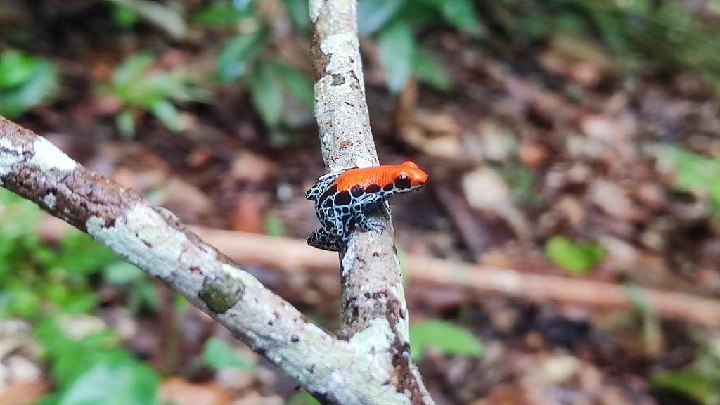 Red-backed Poison Frog in December 2023 by Wildlife Tours Peru ...