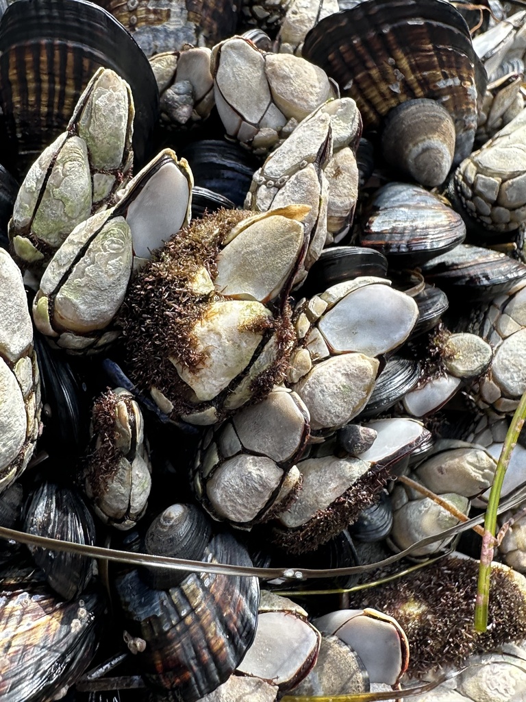 Gooseneck Barnacle from Stonehill Dr, Dana Point, CA, US on December 27 ...