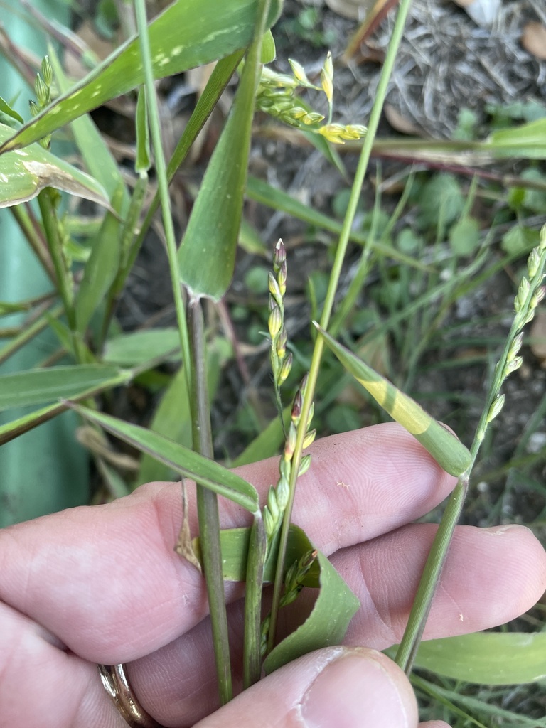 Browntop Signalgrass from Whisper Dew St, San Antonio, TX, US on ...