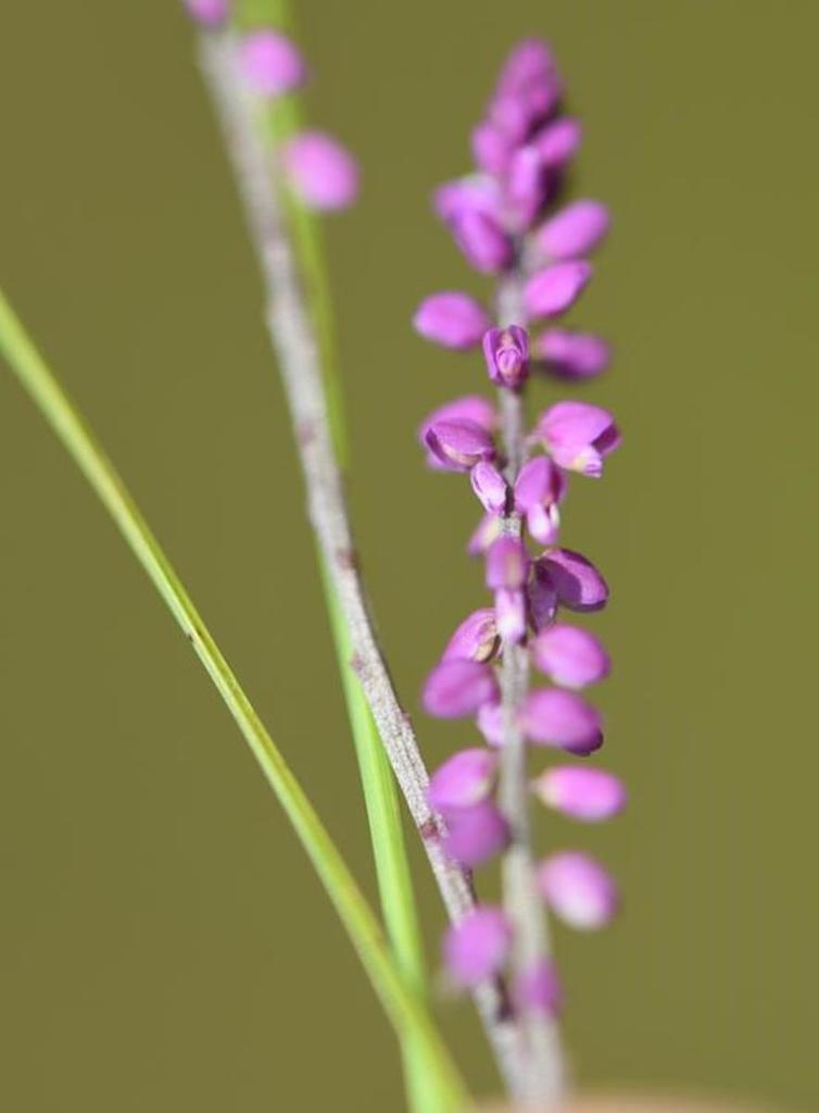 Polygala africana (Polygala species of Mpumalanga and Limpopo ...