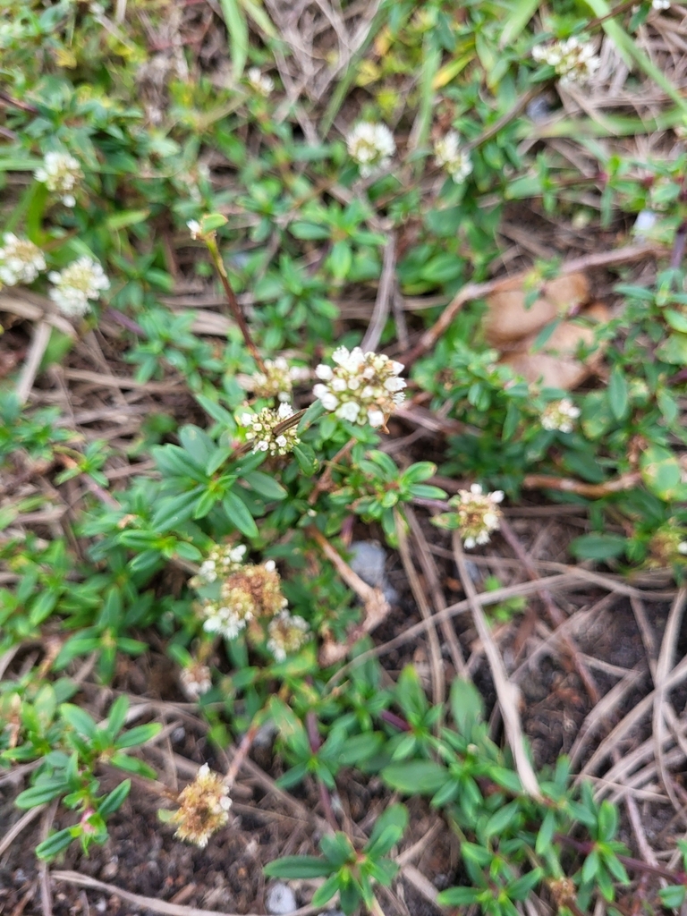 shrubby false buttonweed in December 2023 by Melissa · iNaturalist