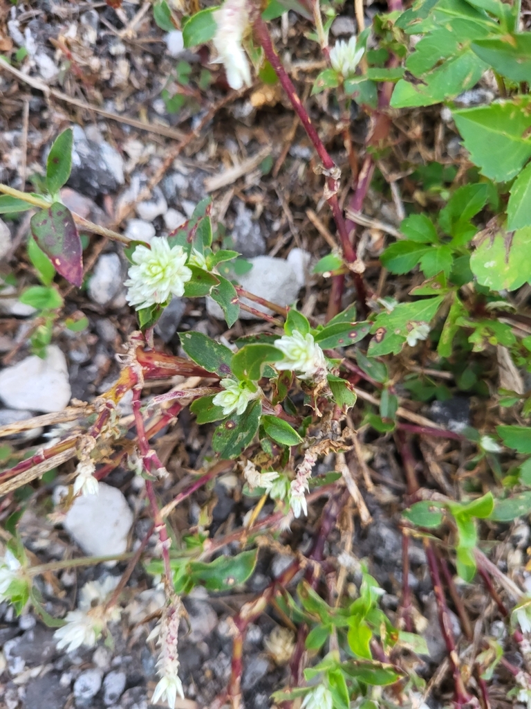 Gomphrena Weed in December 2023 by Melissa · iNaturalist