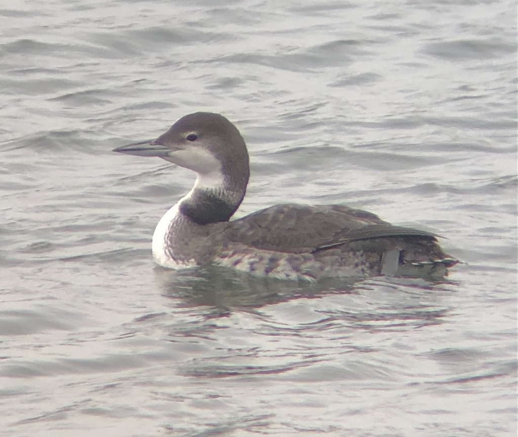 Common Loon from Calvert Vaux Park, New York, NY, US on December 27 ...