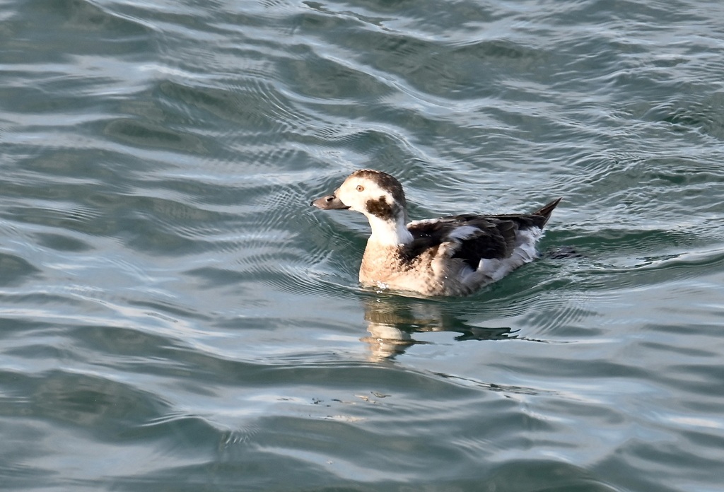 Long-tailed Duck from San Diego County, CA, USA on September 7, 2022 at ...