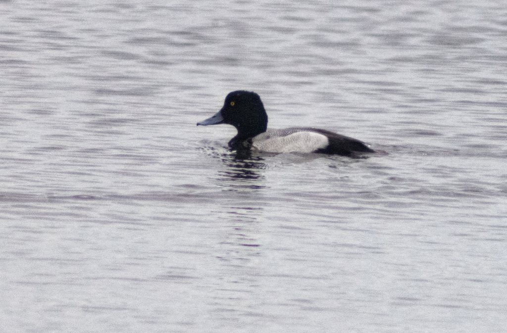 Lesser Scaup from Corpus Christi, TX, USA on December 26, 2023 at 01:04 ...