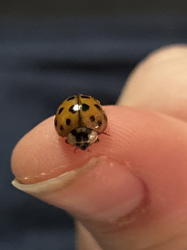 Asian Lady Beetle in December 2023 by Coleopteroid · iNaturalist