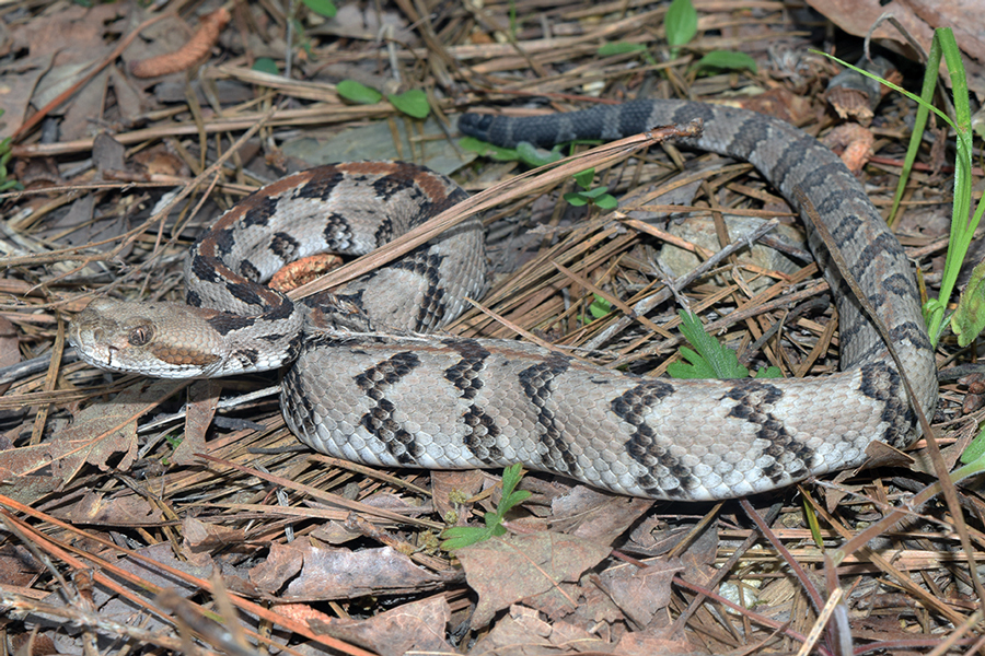 Timber Rattlesnake from Benton County, TN, USA on April 24, 2019 by ...