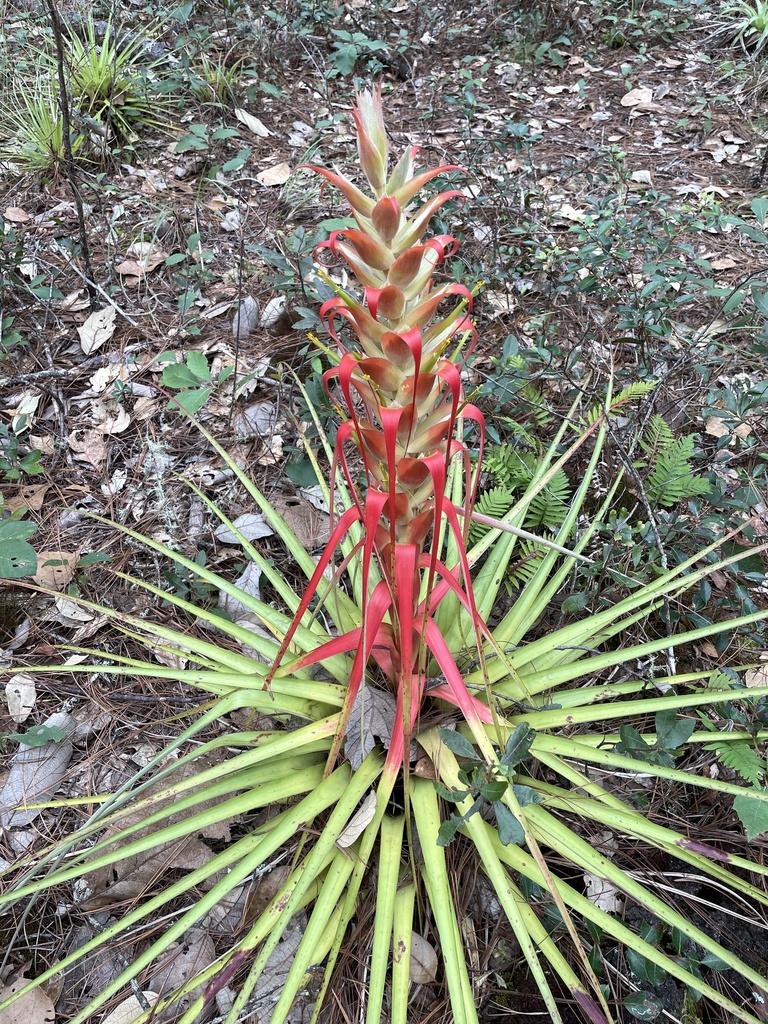 Tillandsia carlos-hankii from Capulalpam de Méndez, Oax., MX on ...