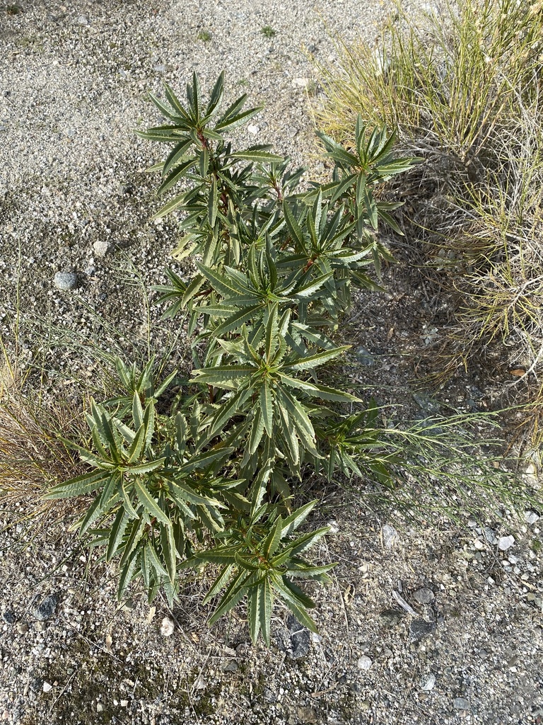 Hairy Yerba Santa from Sand to Snow National Monument, Whitewater, CA ...