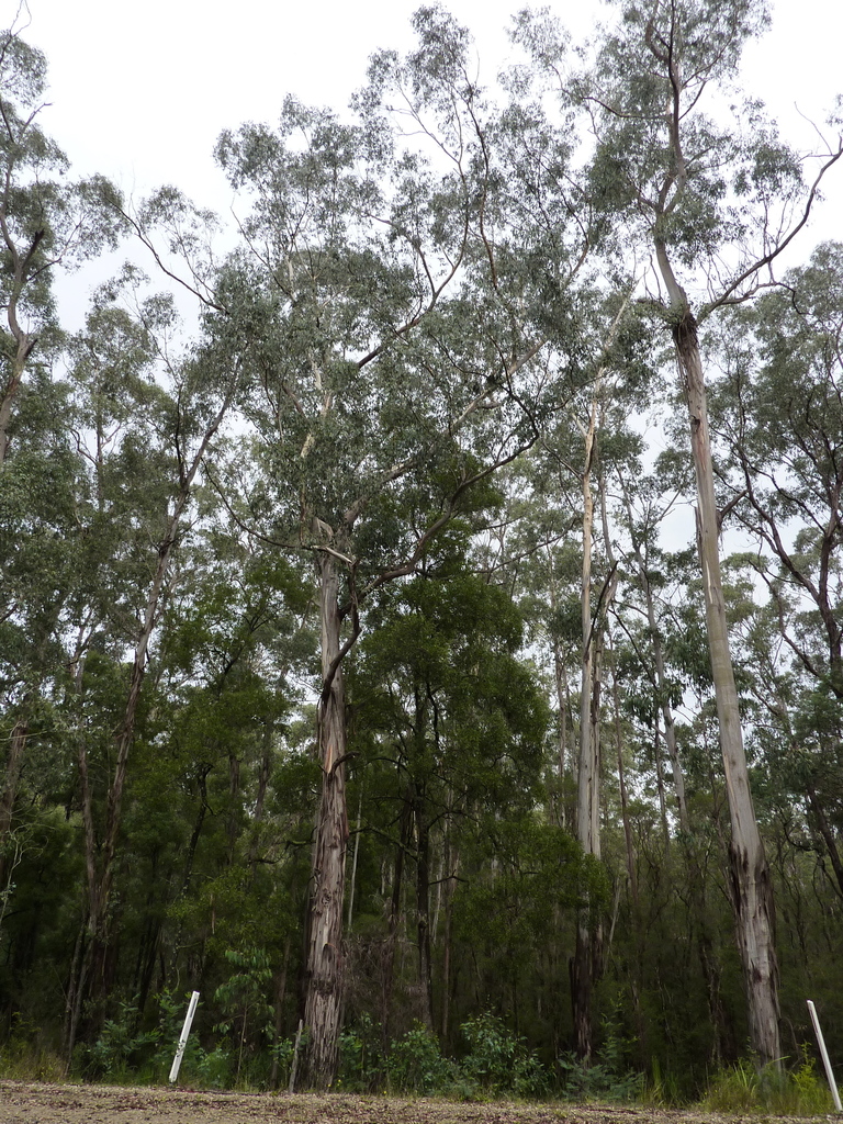 Eucalyptus × bunyip from Gembrook VIC 3783, Australia on May 10, 2014 ...