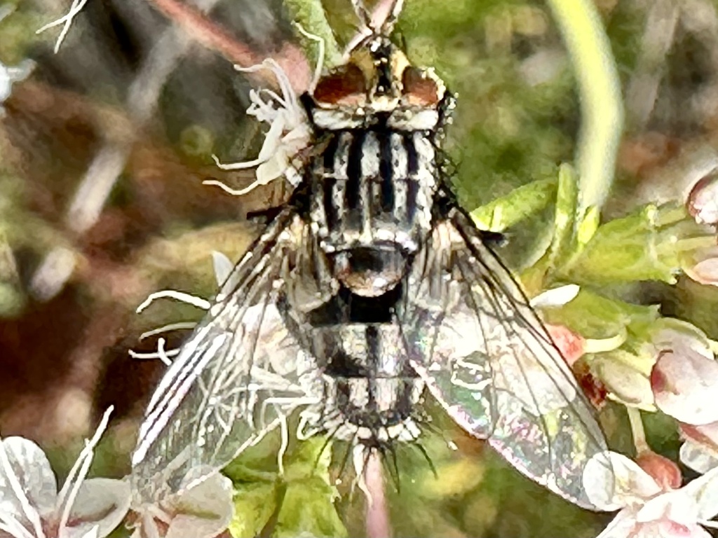 Exorista from Mission Trails Regional Park, San Diego, CA, US on ...